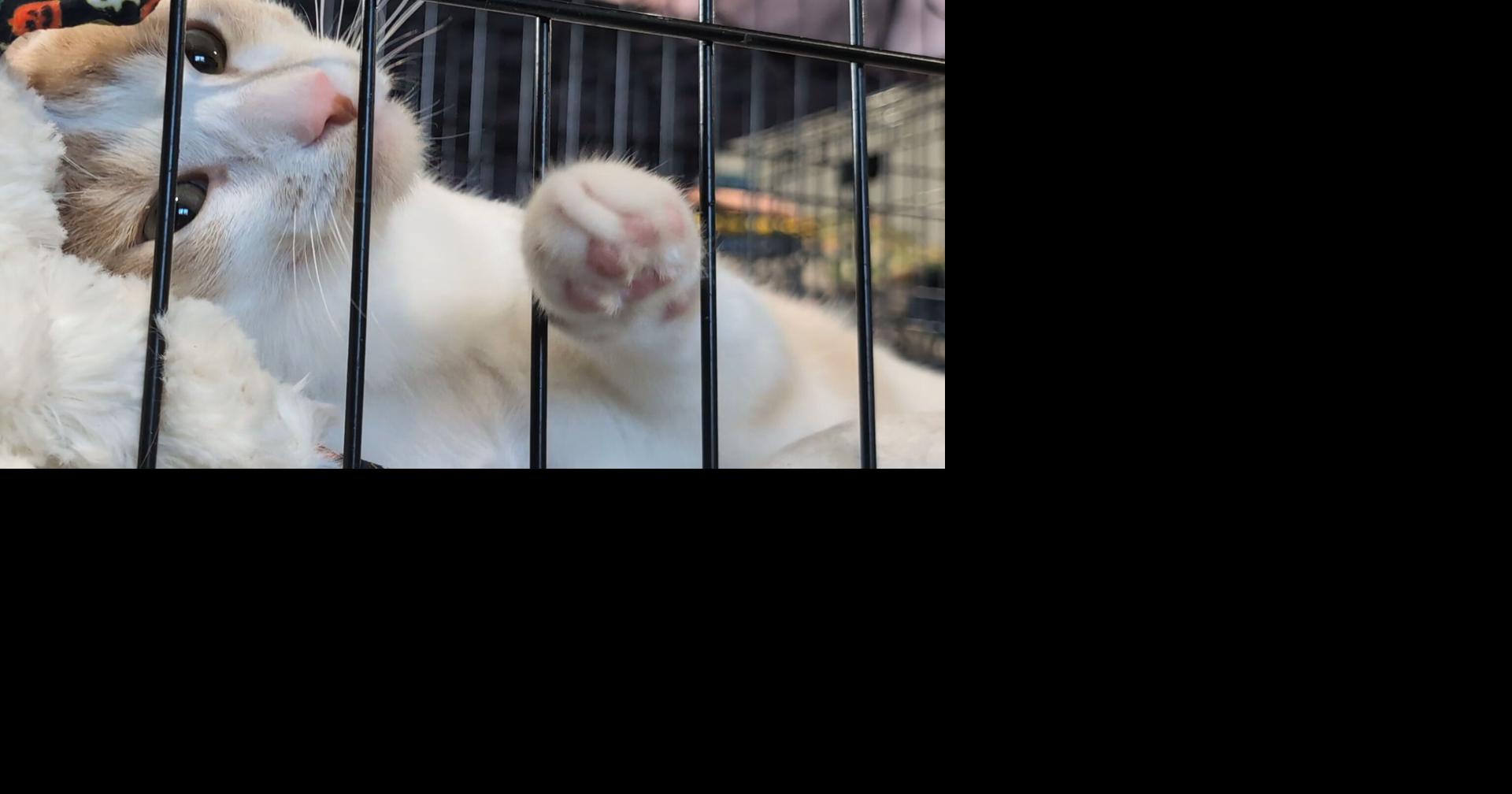 Over-capacity issue worsens at Heartland Humane Society, now housing ...