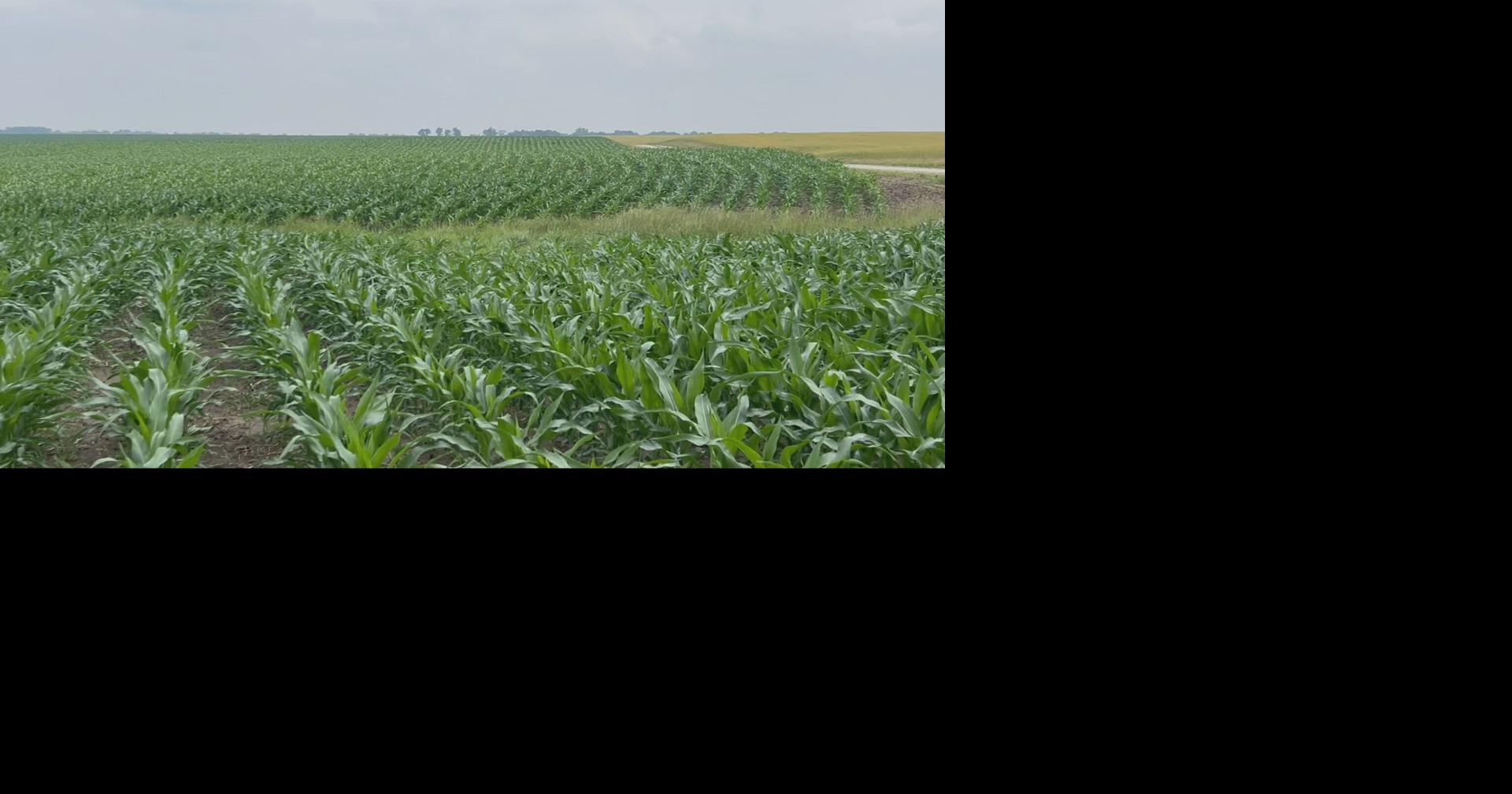 USDA releases midyear crop snapshot | Local News | ktvo.com