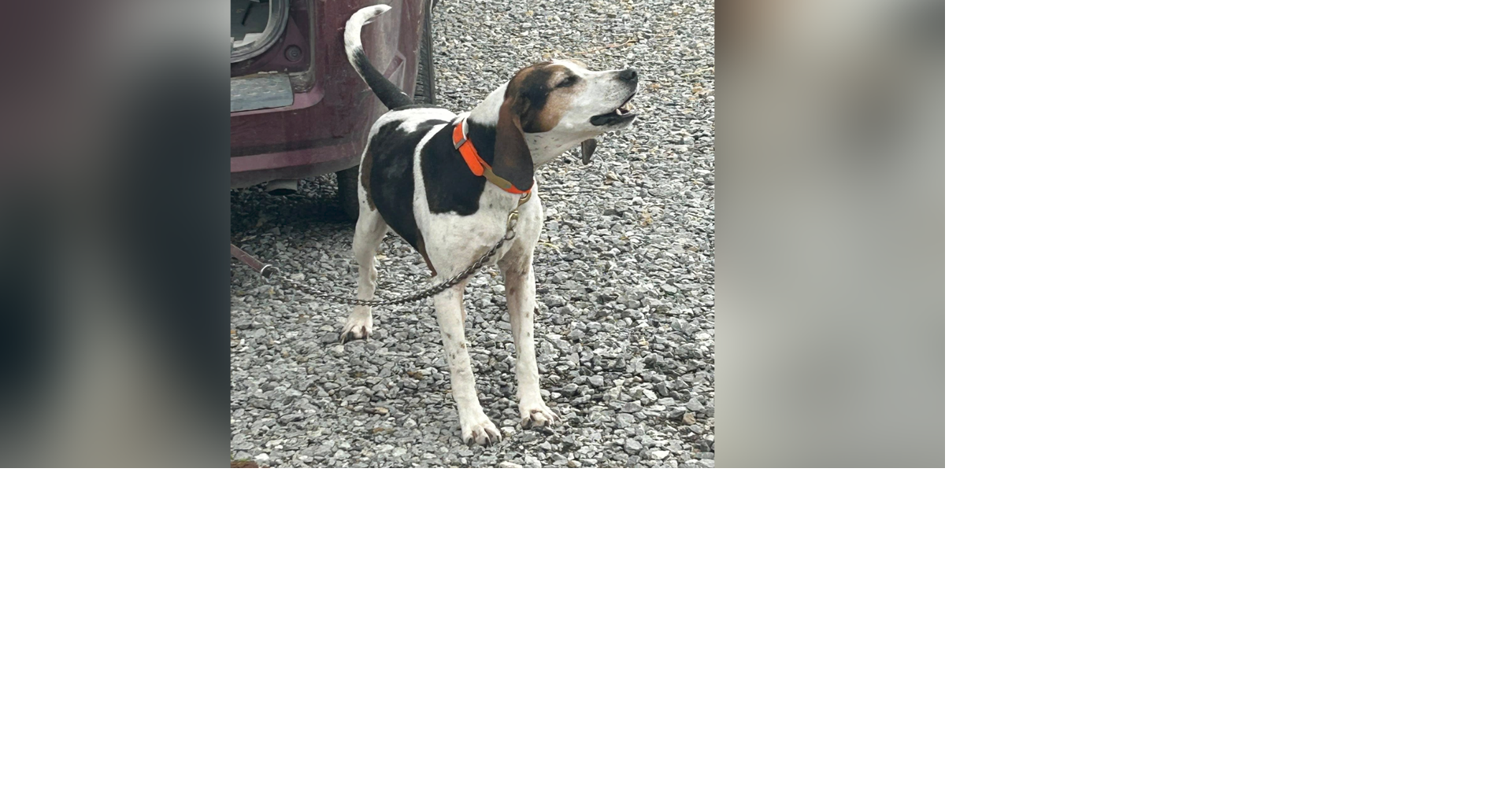 Hunter speaks out after son’s dog is killed in a hunting tournament by ...
