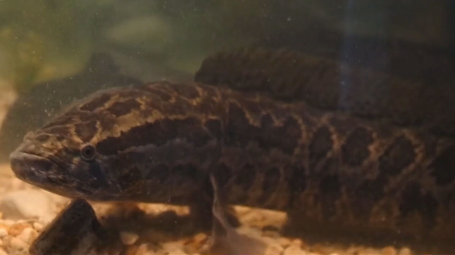 Invasive northern snakehead fish found in Missouri | Local News | ktvo.com