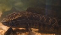 Invasive northern snakehead fish found in Missouri | Local News | ktvo.com