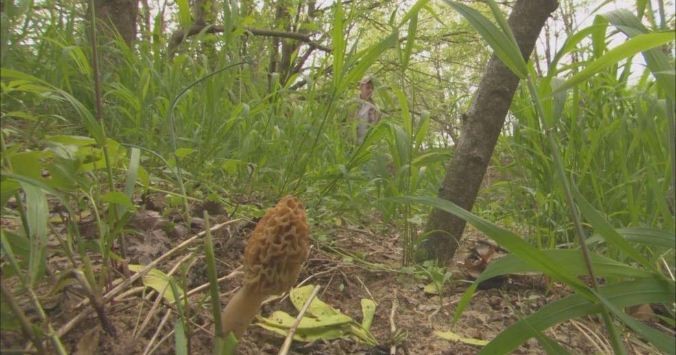 Missouri Department of Conservation offers field guide for safe morel ...