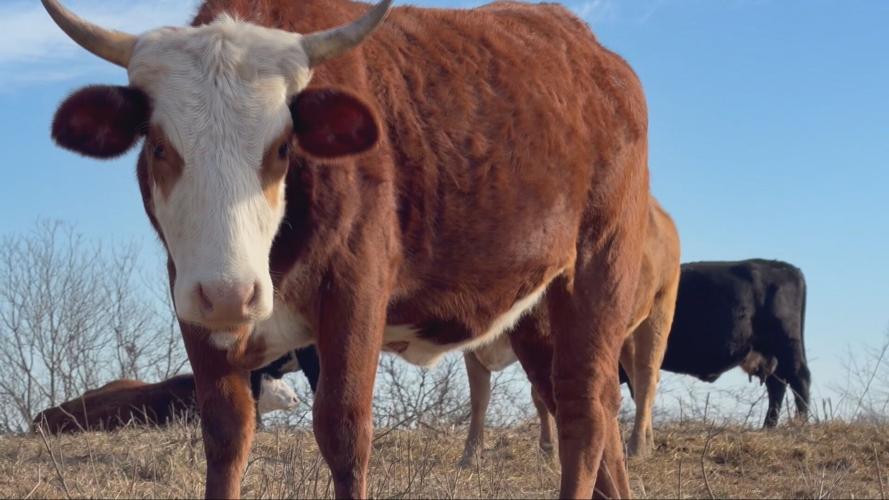 Illinois rancher revolutionizes cattle farming with holistic, low-cost ...
