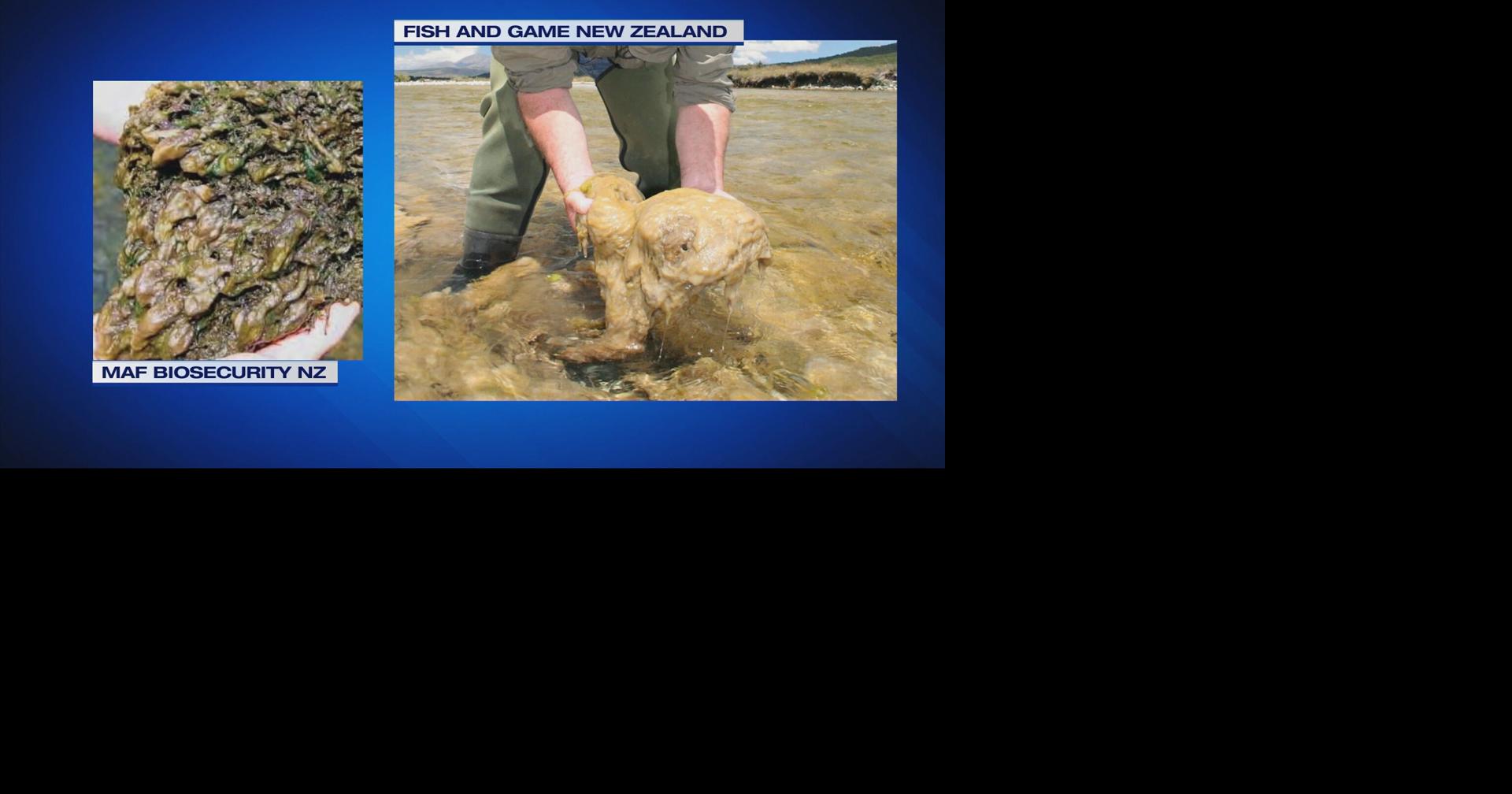 Preventing the spread of 'rock snot' algae in Missouri | Local News ...