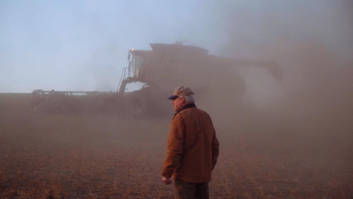 Struggling farmers turn to peas, lentils amid protein demand