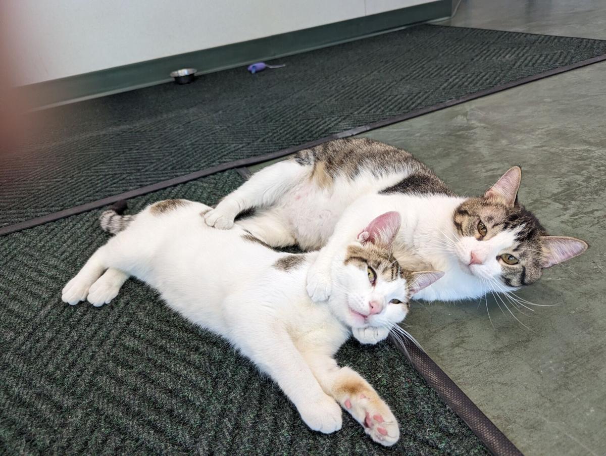 Pet pulse: The unscary truth about FIV-positive cats