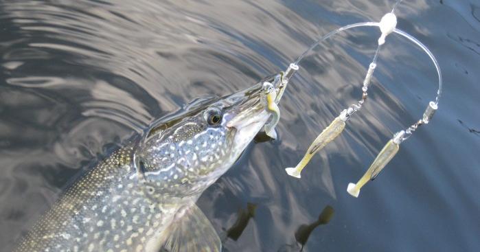 Multiple-lure rigs are all the rage, but it pays to know the rules