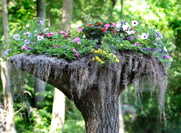 Upside-down trees turning heads on French Island