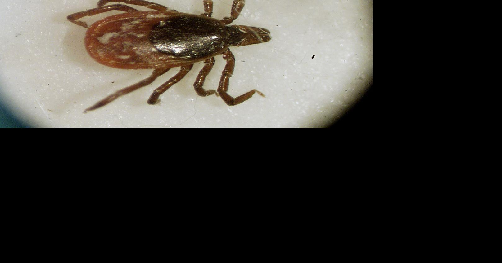 Lyme Disease Awareness Month: Protect yourself from tick bites