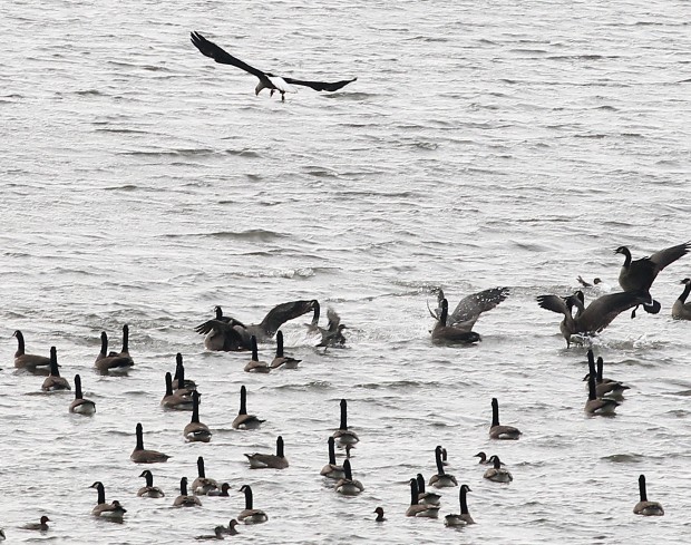 Neil Rettig, renowned wildlife cinematographer, calls Coulee Region home