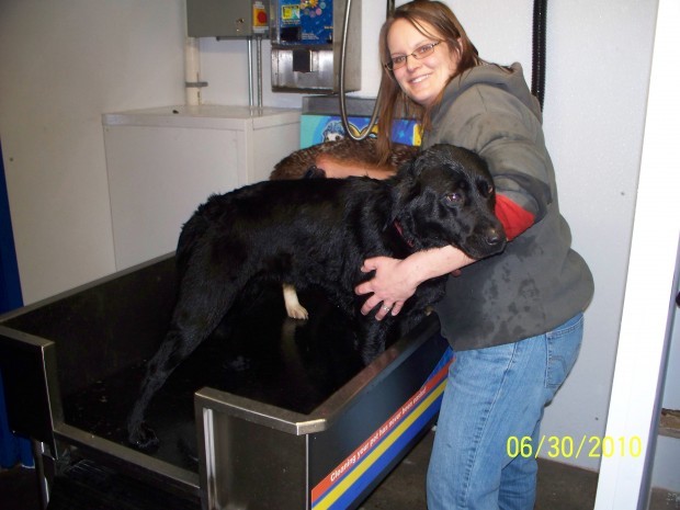 Coin-operated station for washing dogs installed in Viroqua