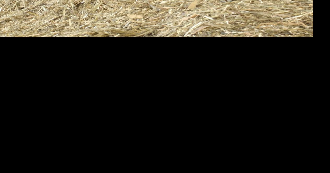 Paul Larson: The Goldilocks diet for dry cows