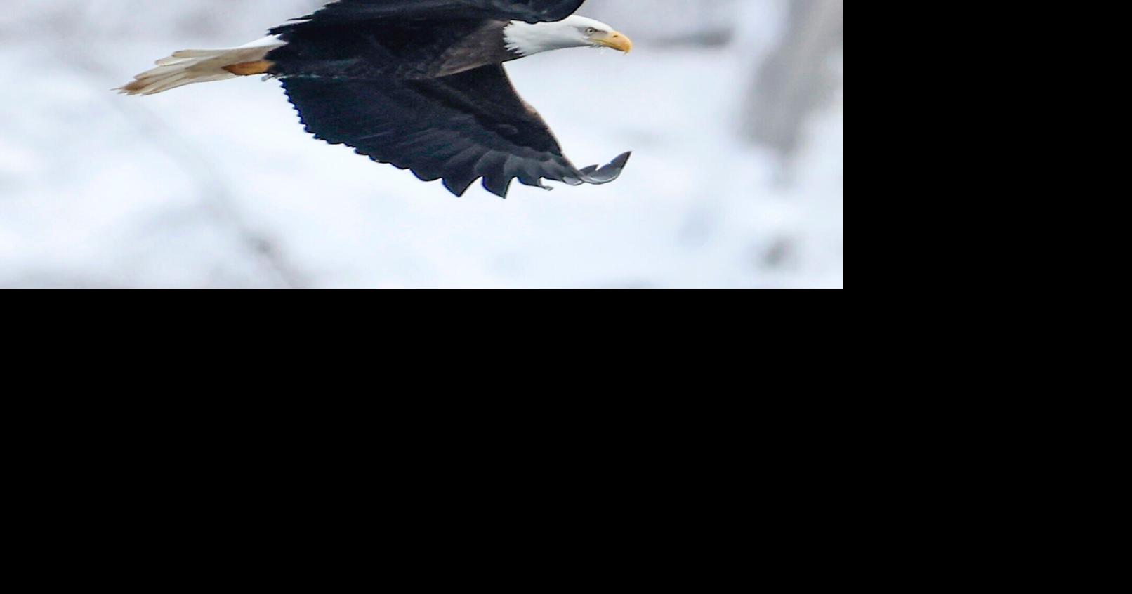 Conservation on Tap: Bald Eagle Status in Wisconsin