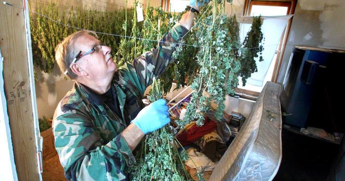 Authorities find cabin full of pot, large marijuana grow in Vernon County