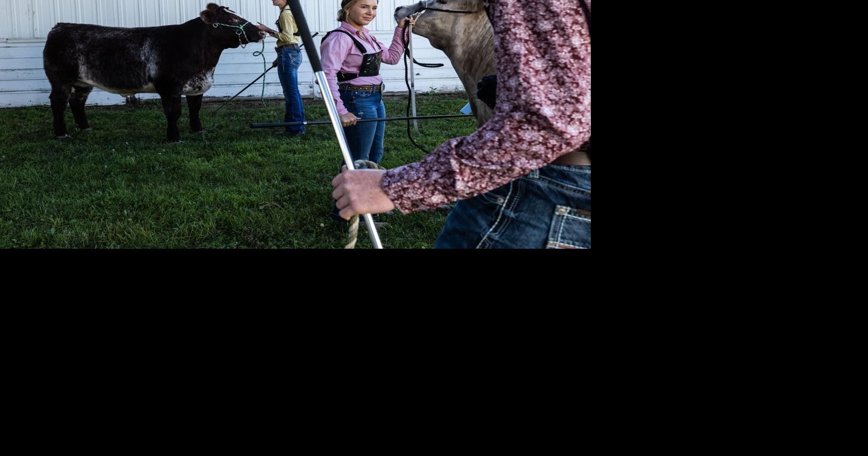 Intermediate beef showmanship at La Crosse Interstate Fair