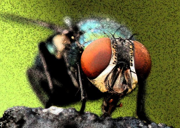 Camera club celebrates its best photos