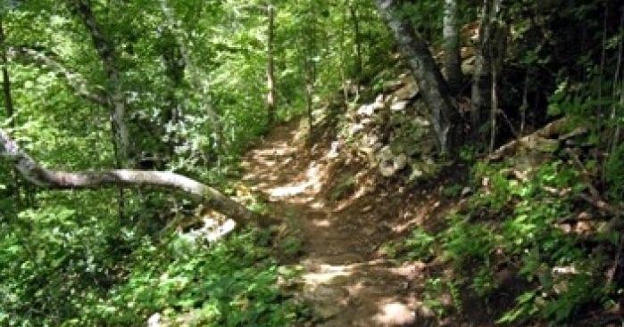 Hixon Forest could get comprehensive plan