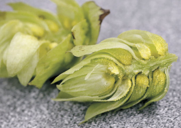 Retired chemistry teacher tests hops