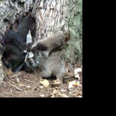 Five squirrels, one twisted tail