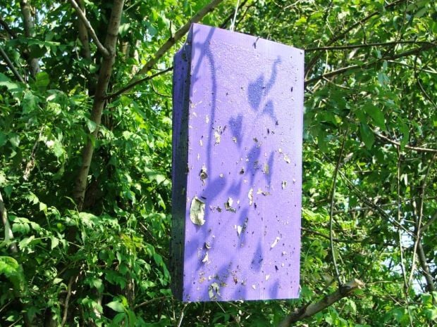 EAB traps going back up again this year