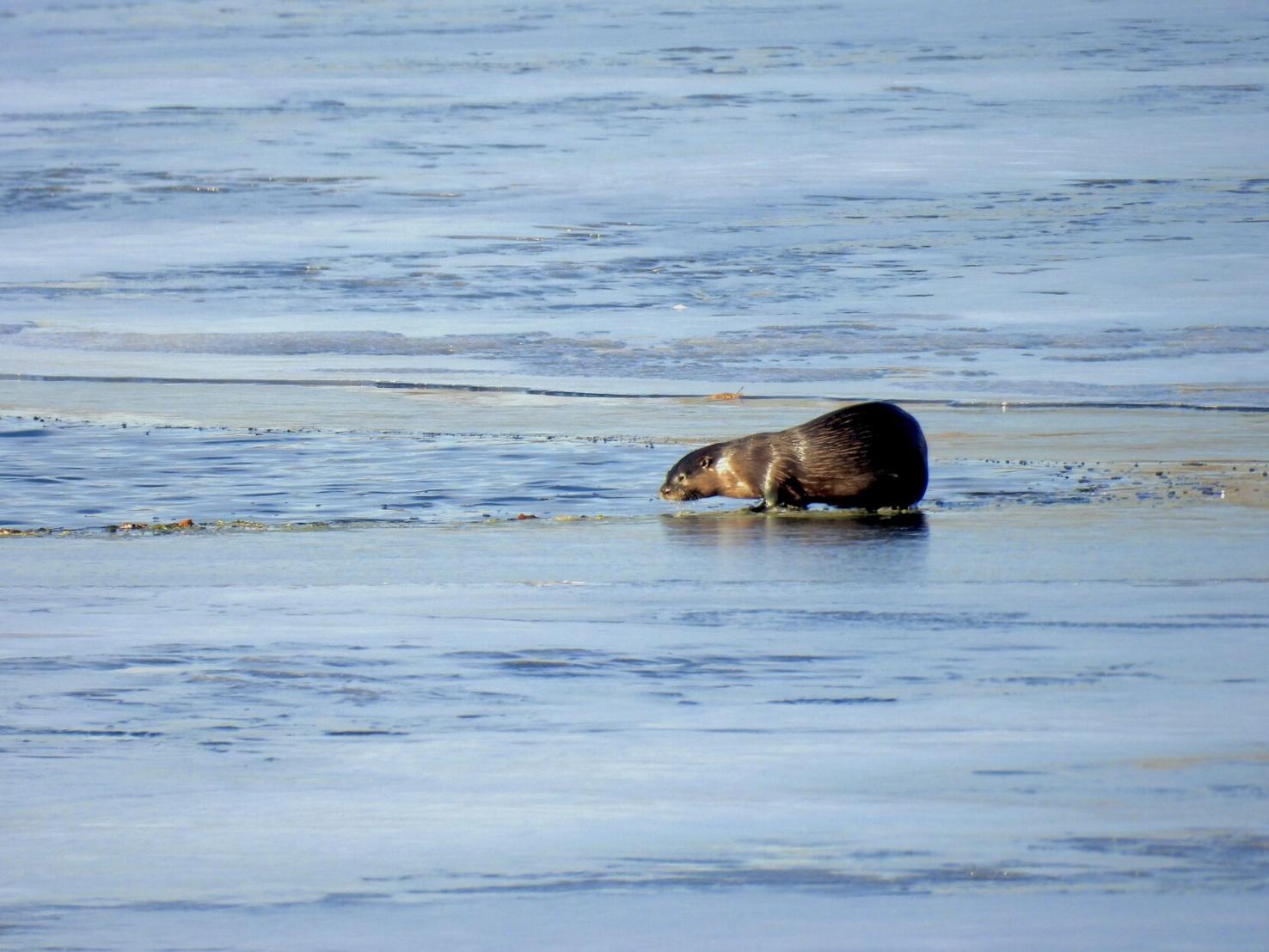 Otter in La Crosse River marsh is a sign of animal's resurgence in ...