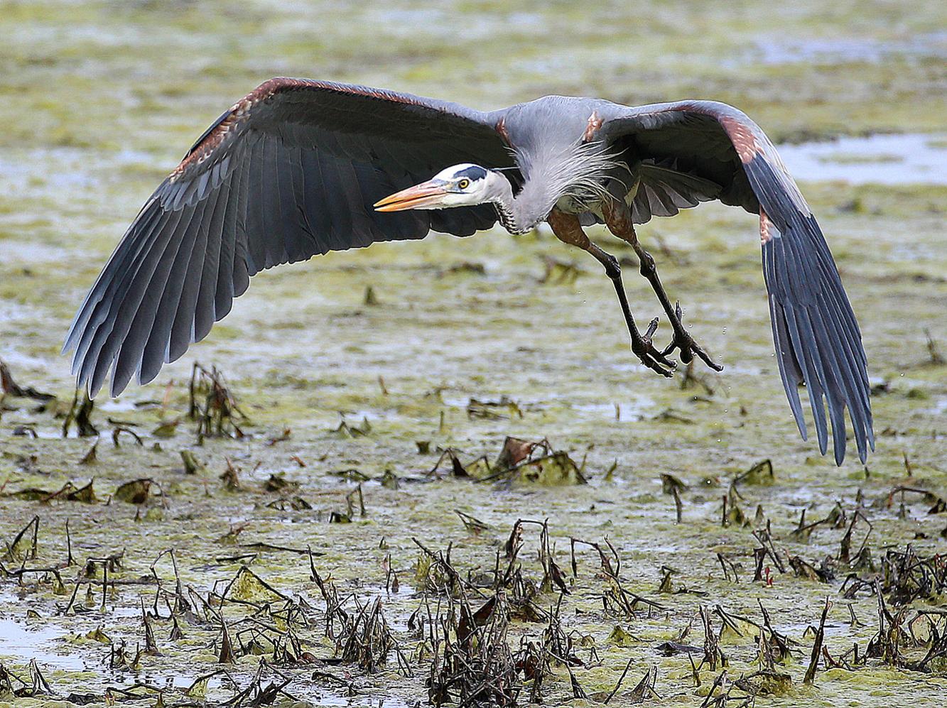 Friends of Marsh recognized by state wetlands association