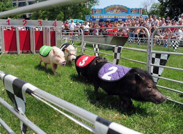 Pig performances a people pleaser