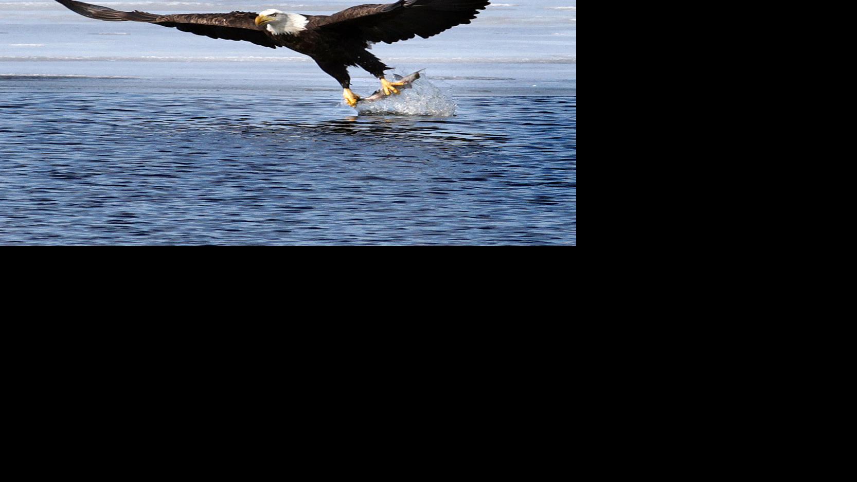 Bald eagle population continues to rise across Wisconsin | Wisconsin ...