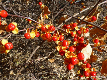 Open House on Invasive Oriental Bittersweet at Apple Blossom Overlook Park