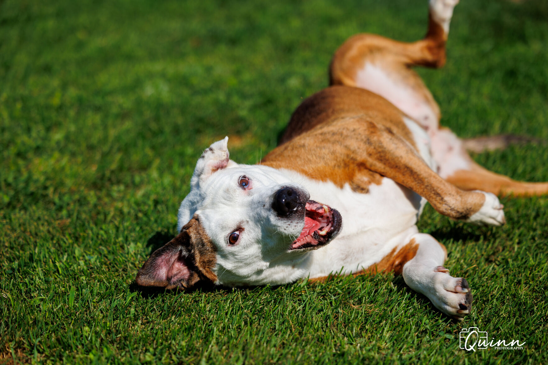 PETS OF THE WEEK: Chun-Li and Ken
