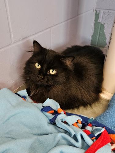 PETS OF THE WEEK: Elavina and Sadie