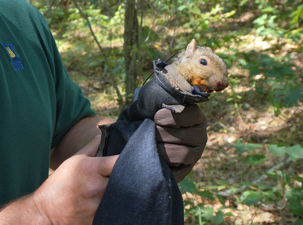 Now broadcasting: Squirrels of the Whitewater valley