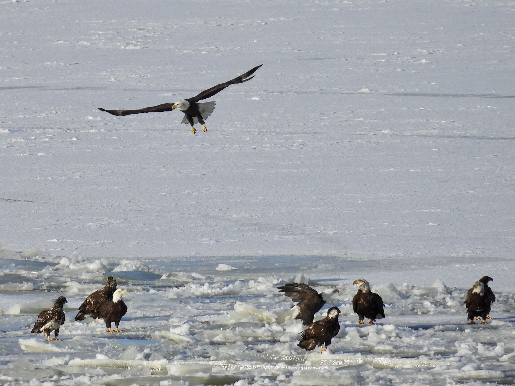 Viral AI posts falsely claim upper Mississippi eagles dying