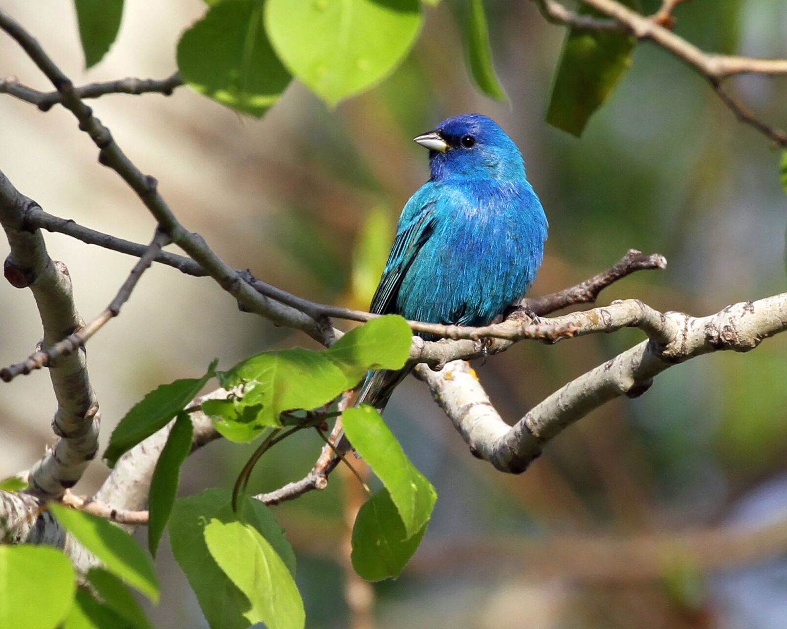 How to help birds during spring migration in Wisconsin