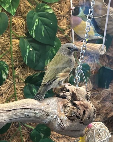 McIntosh Memorial Library of Viroqua Book Buzz