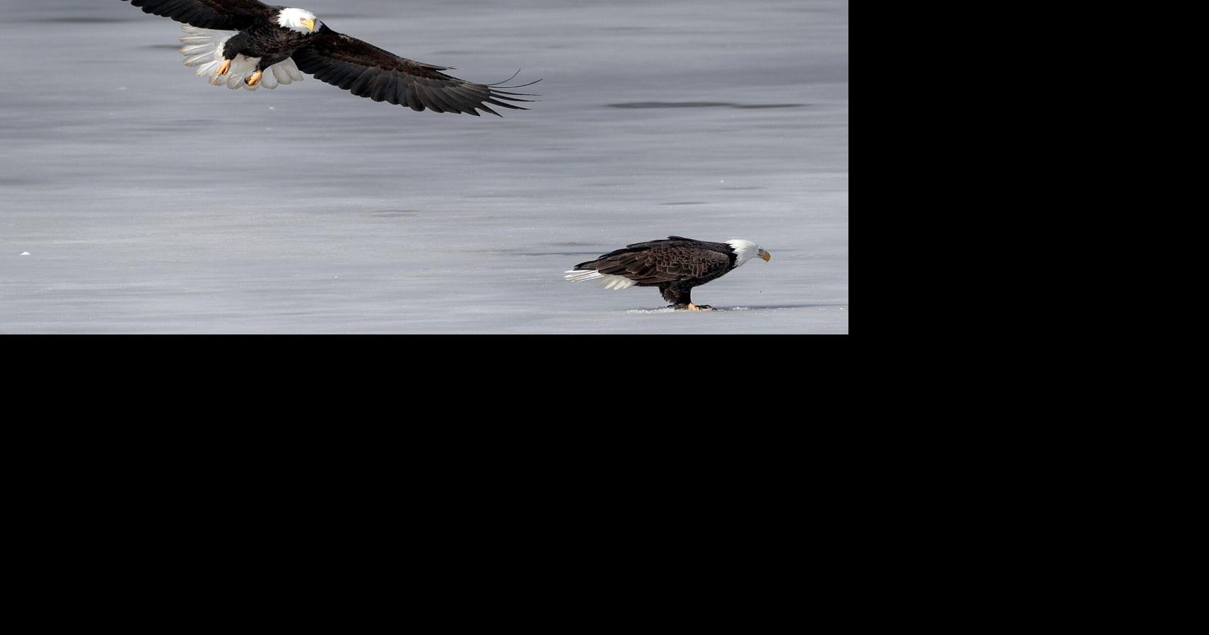 New threat emerges for Mississippi River birds - Richie Swanson
