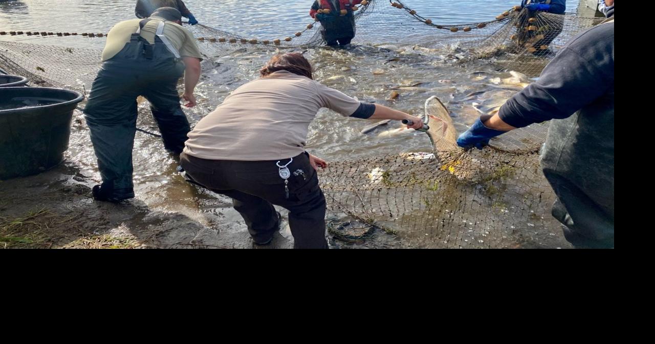 Crews work to remove invasive carp from Mississippi River in La Crosse
