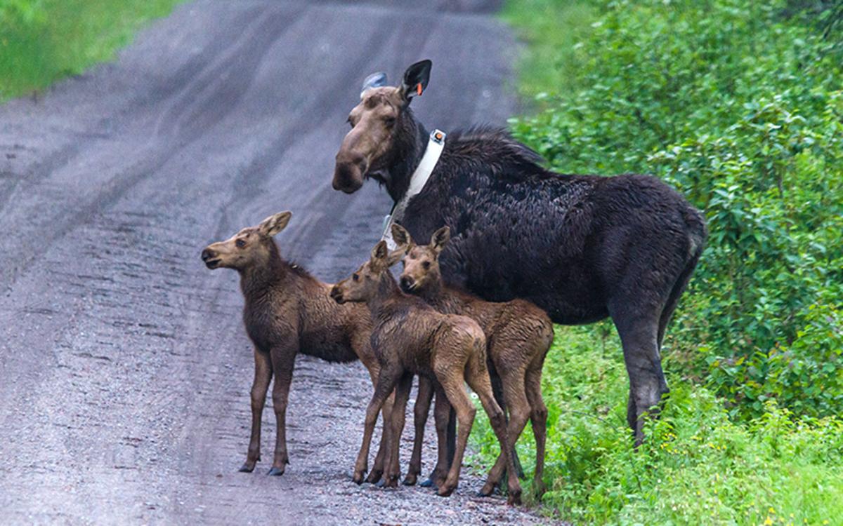 Disease, wolves top list of Minnesota moose killers | Local News ...