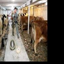 MILKING TIME: Gabe Slattery goes from cow to cow as he does the morning ...