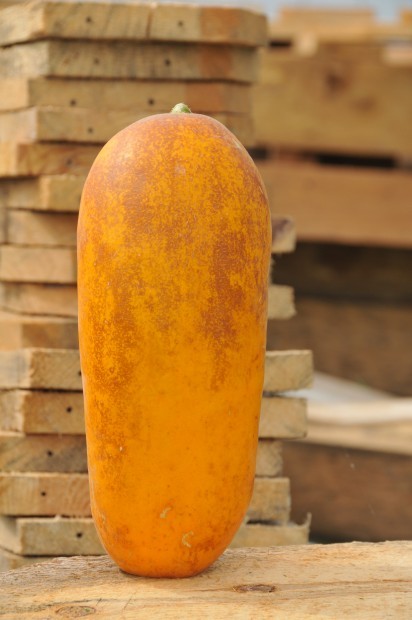 Heirloom seeds offer diverse vegetables | Home & Garden ...