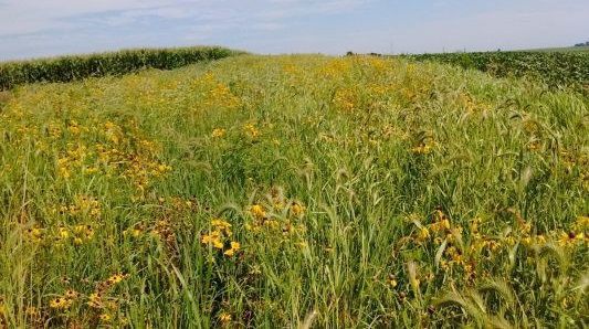 Valley Stewardship Network receives funding for prairie conservation ...