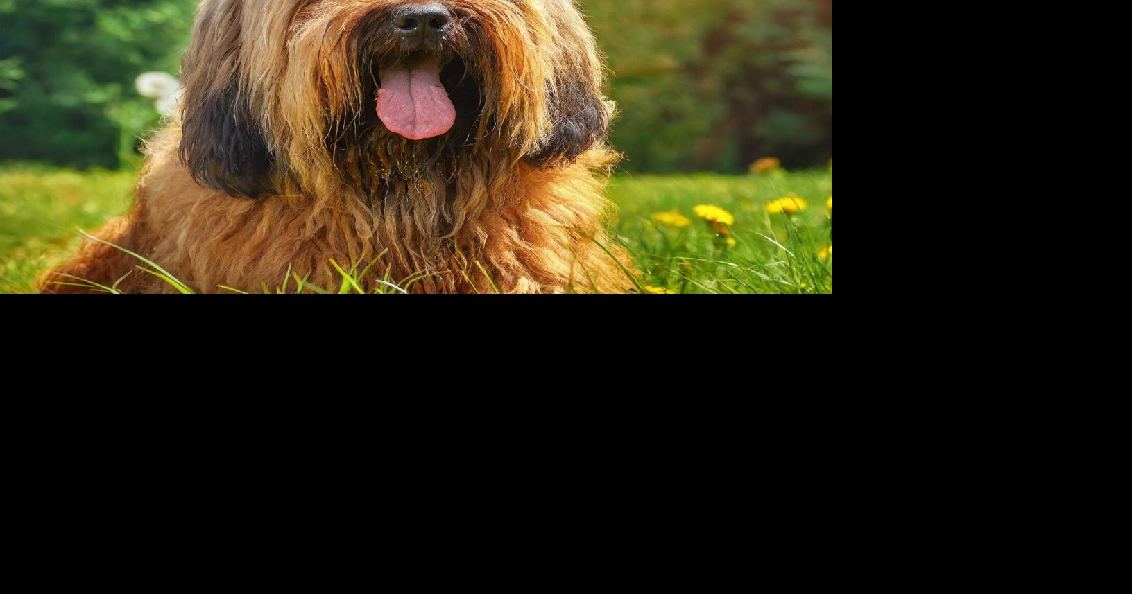 Pet Pulse: Help pets beat the summer heat