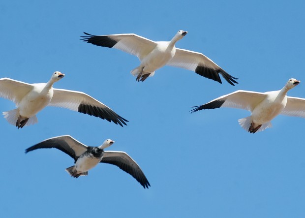 Neil Rettig, renowned wildlife cinematographer, calls Coulee Region home