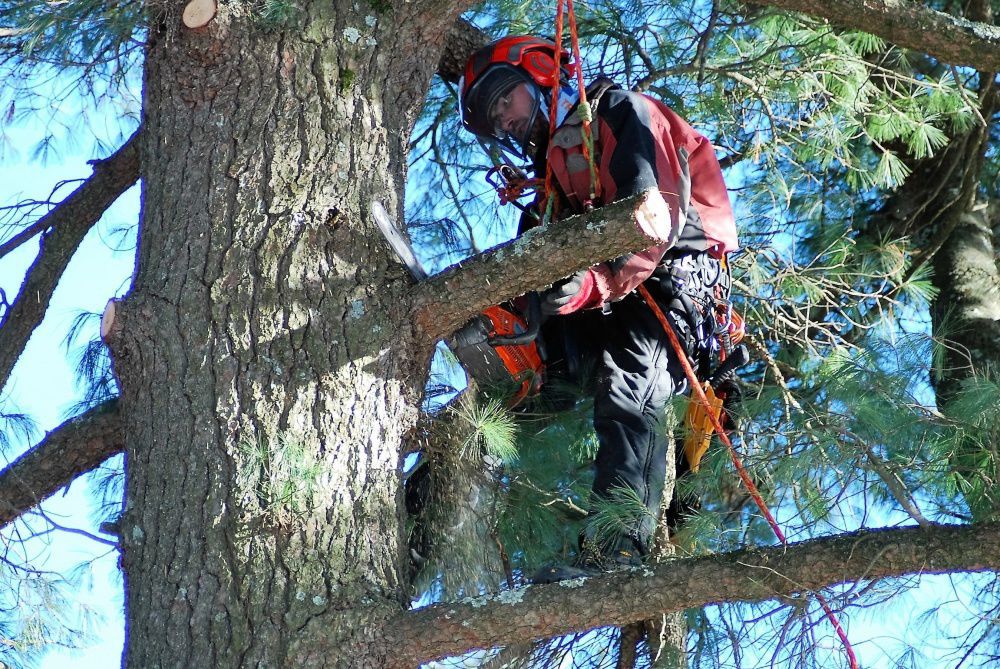 Arbor work conducted at Fort McCoy