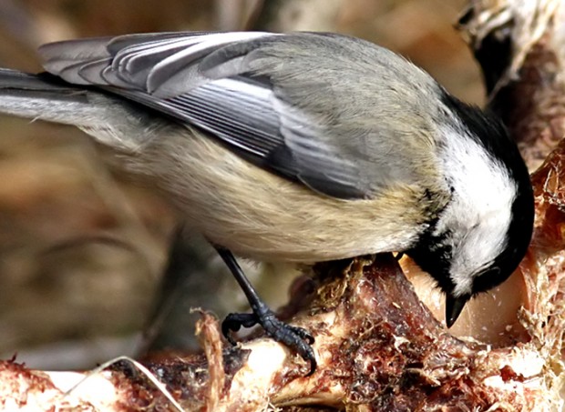 RIDGERUNNER REPORTS: Bird life returns along the Mississippi