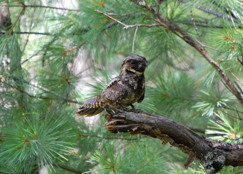 Chris Hardie: The mysterious whippoorwill | News | lacrossetribune.com