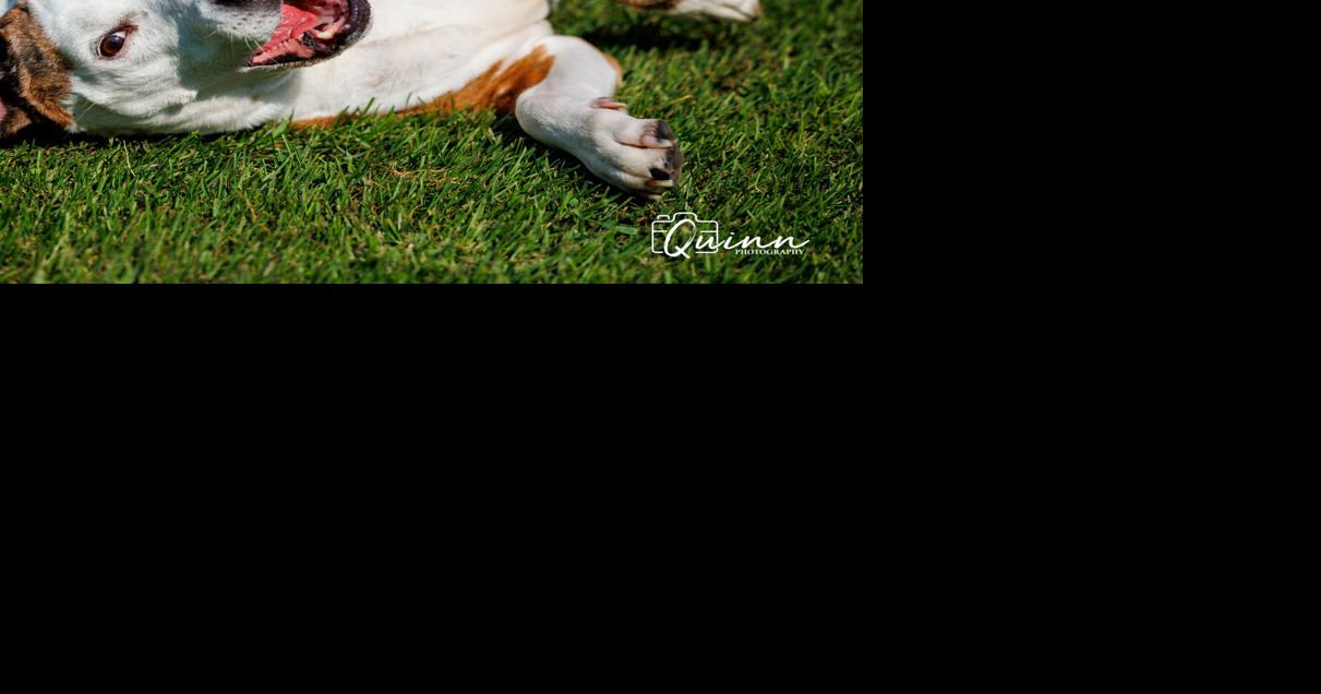 PETS OF THE WEEK: Chun-Li and Ken