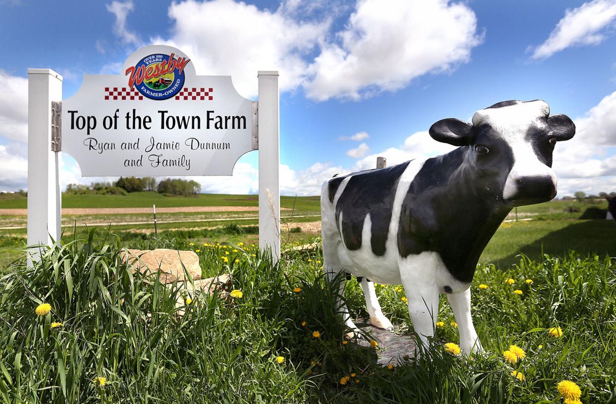 A concrete Holstein cow given to Ryan Dunham by his wife, Jamie, marks ...