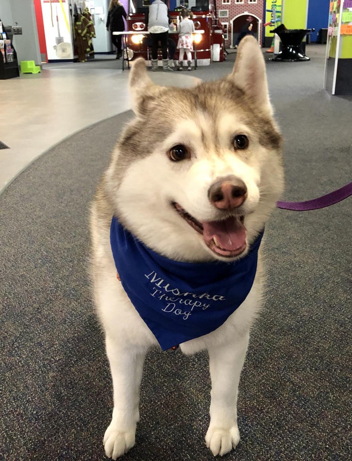 Pet therapy dog Mishka imparts her canine charm at the Children's Museum