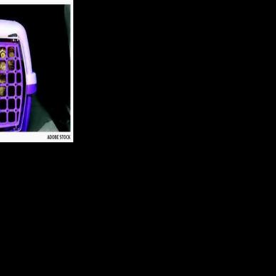 How to help a car-sick cat